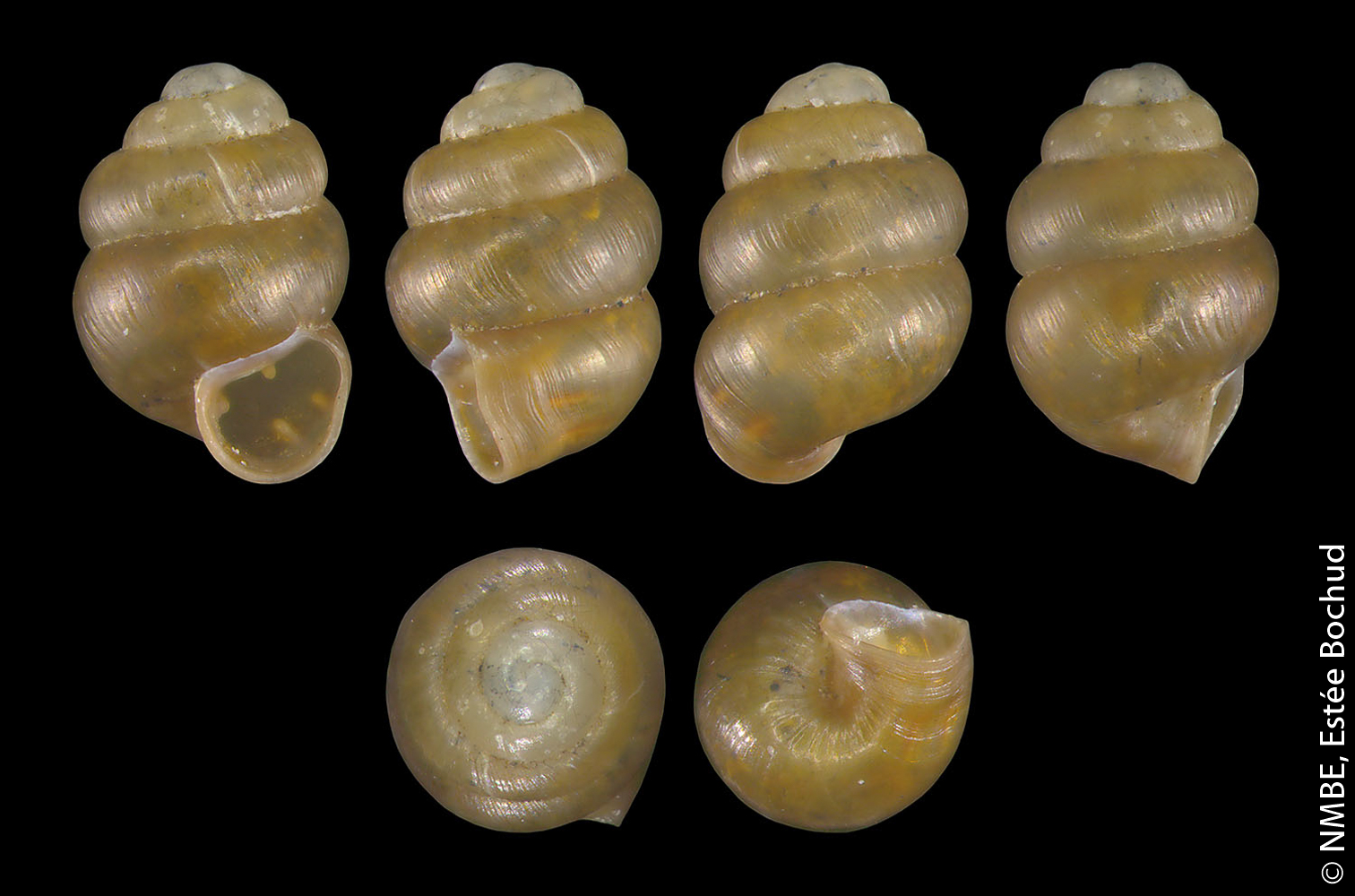info fauna carto